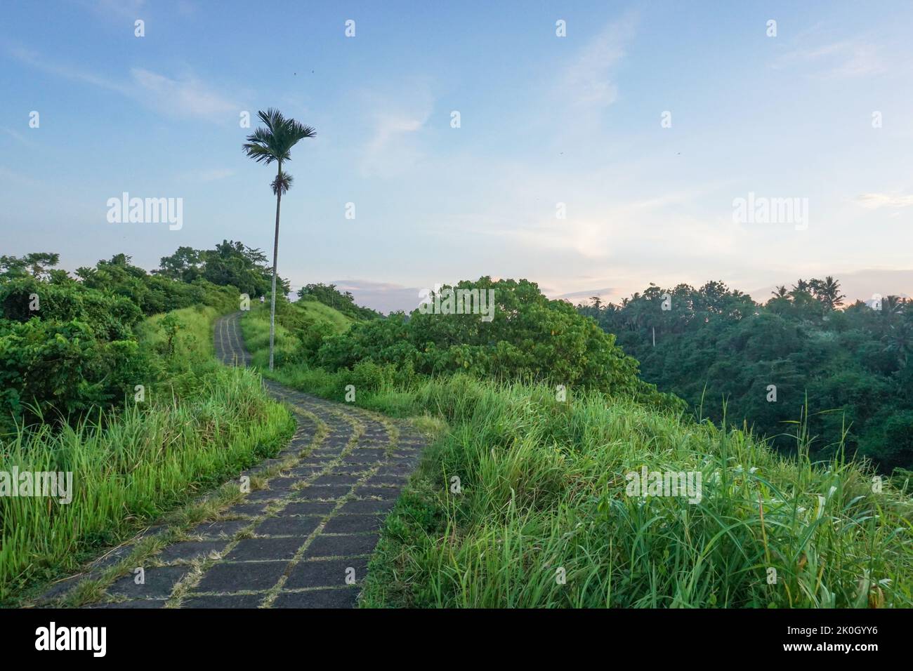Beautiful Morning Walk at Campuhan Ridge Walk Ubud bali Indonesia Stock ...