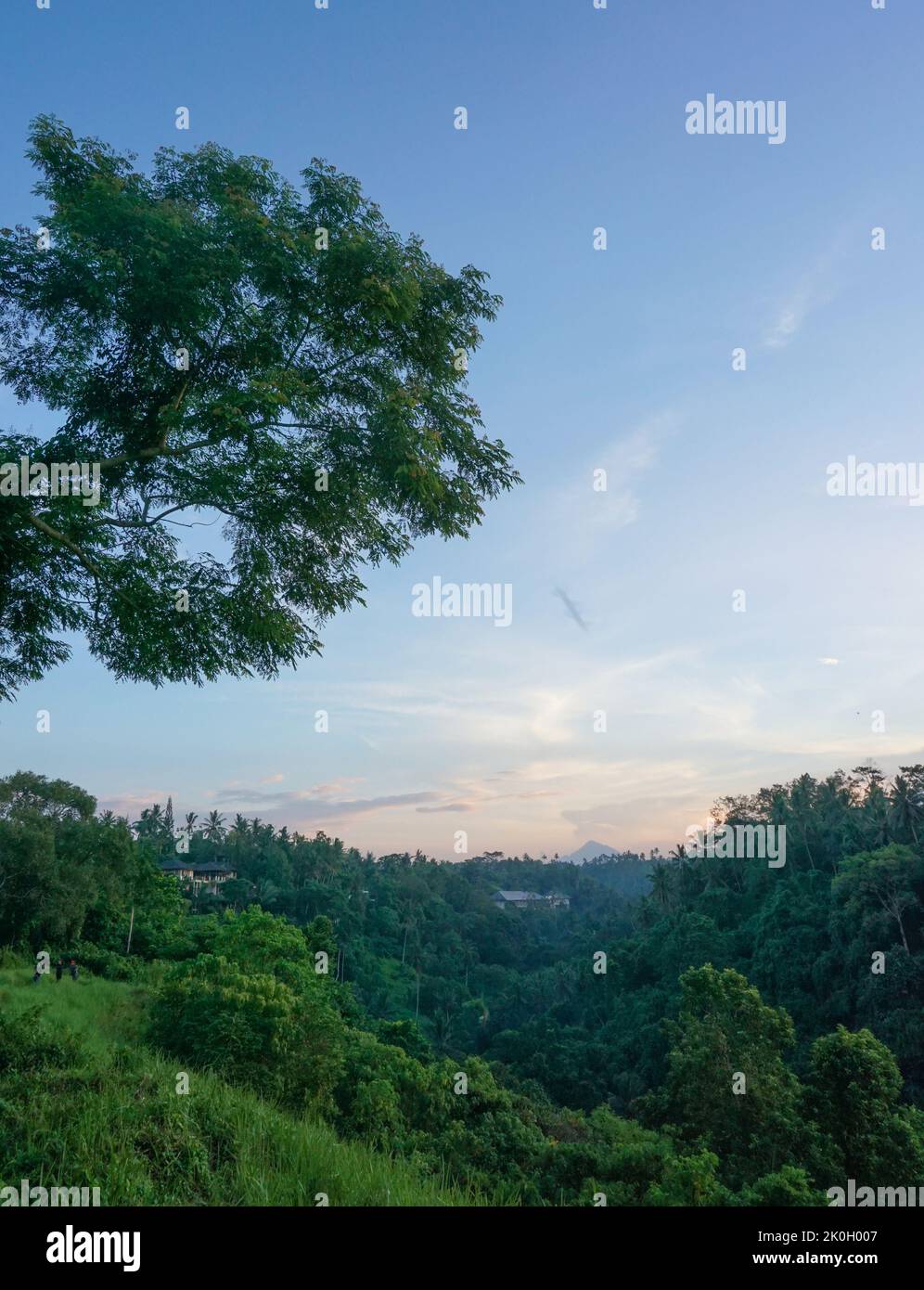 Beautiful Morning Walk at Campuhan Ridge Walk Ubud bali Indonesia Stock ...