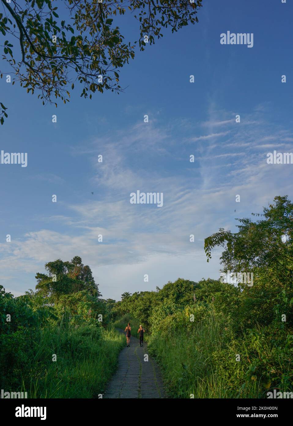 Beautiful Morning Walk at Campuhan Ridge Walk Ubud bali Indonesia Stock ...