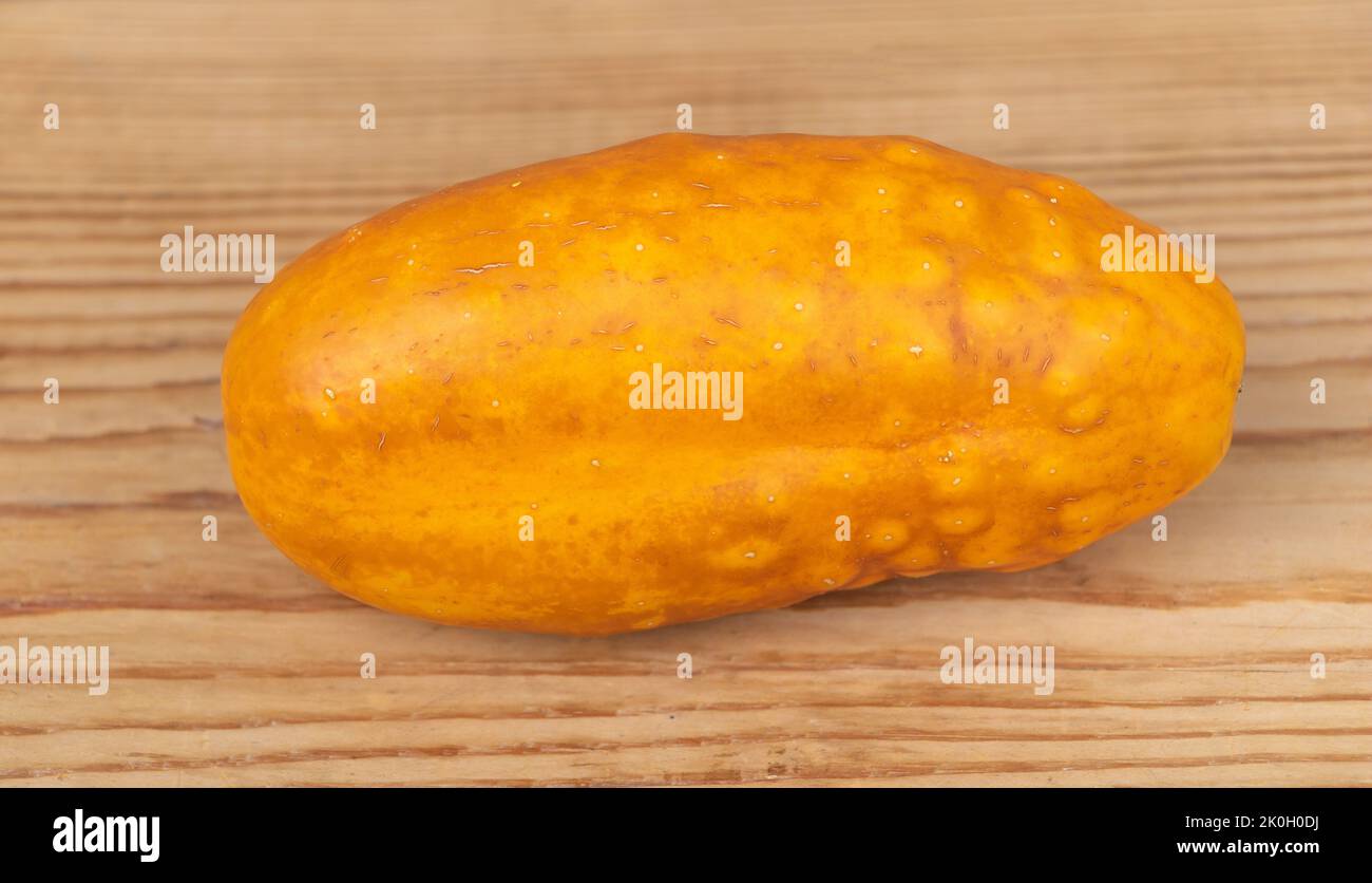 An aged yellow cucumber kept for seed production on wooden background ...