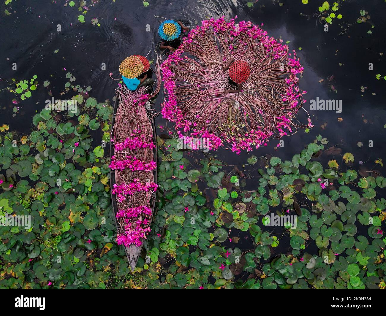 Aerial view of farmers collecting Water Lilies while crossing the river ...