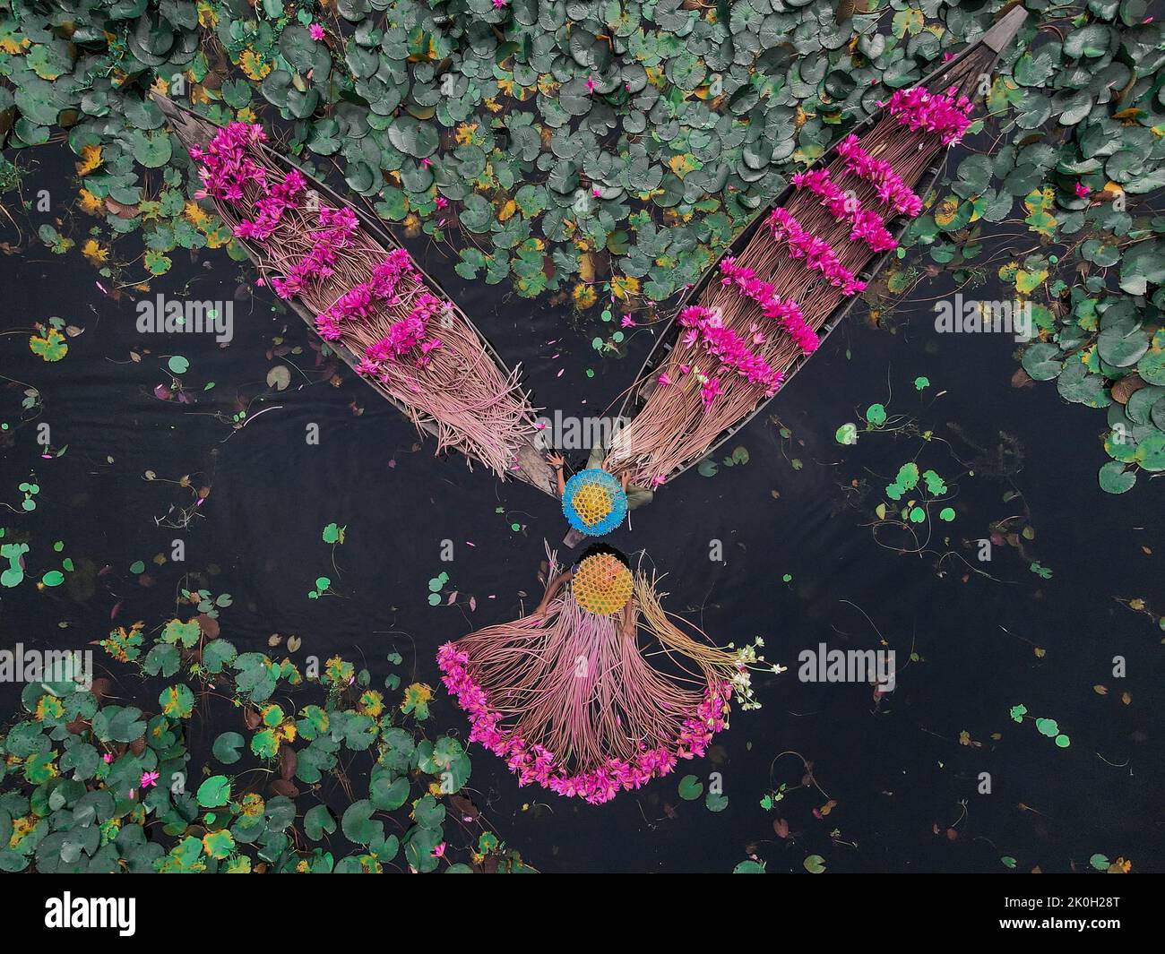 Aerial view of farmers collecting Water Lilies while crossing the river ...