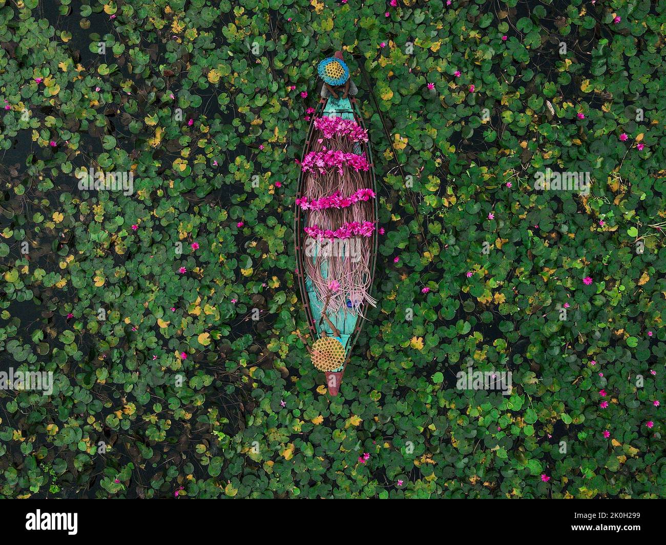 Aerial view of farmers collecting Water Lilies while crossing the river ...