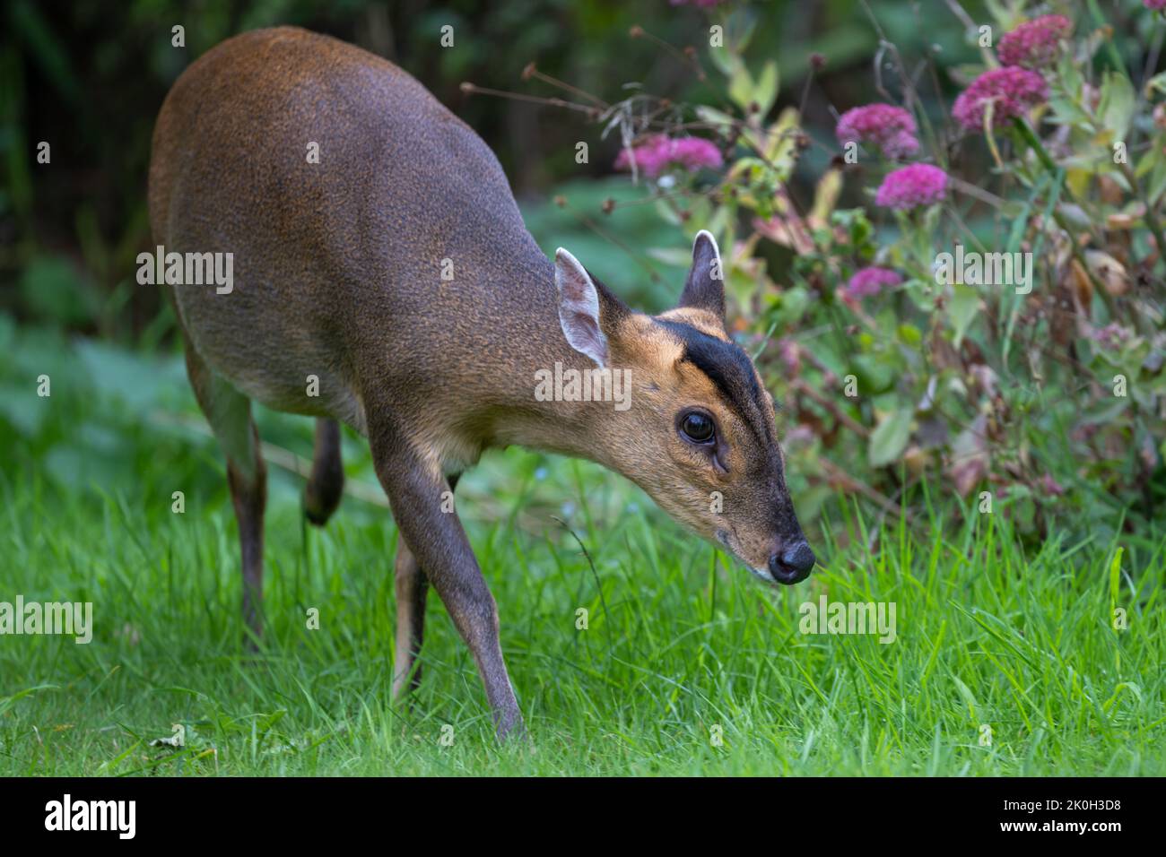 Reeves Muntjac Muntiacus reevesi in a North Norfolk garden during ...