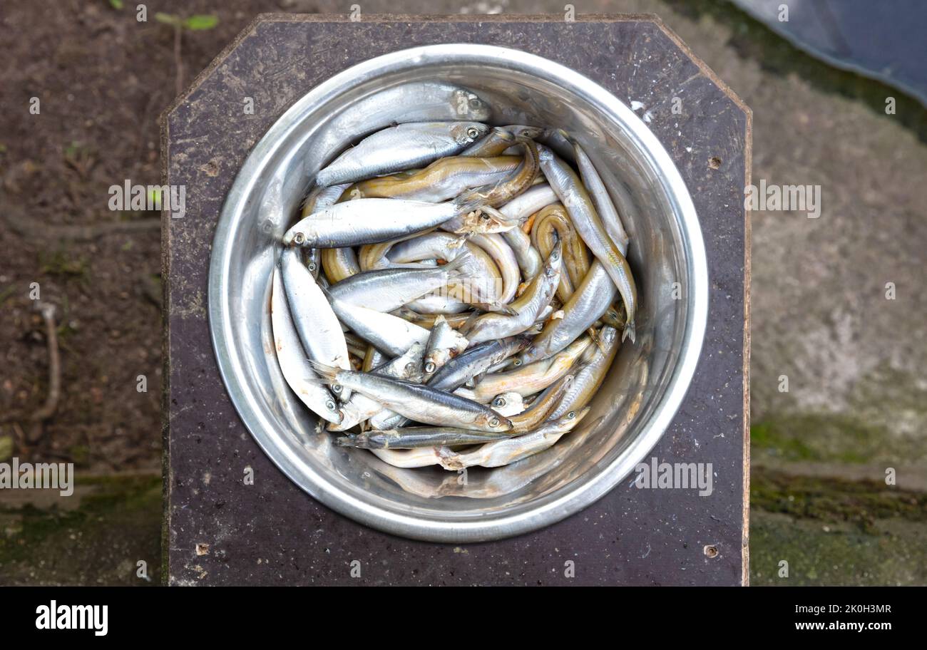 Fish in a metal bowl, ready for feeding other animals Stock Photo - Alamy