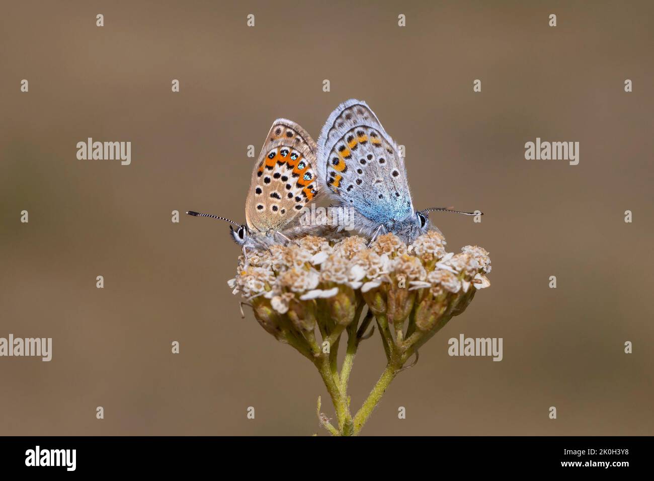 tiny butterflies mating on dry flower Stock Photo - Alamy