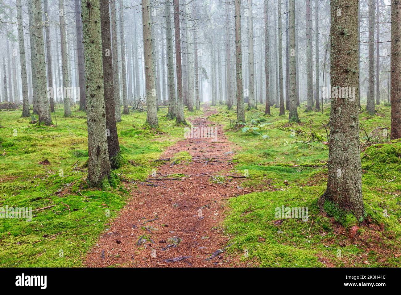 Hiking path in a misty spruce forest Stock Photo - Alamy