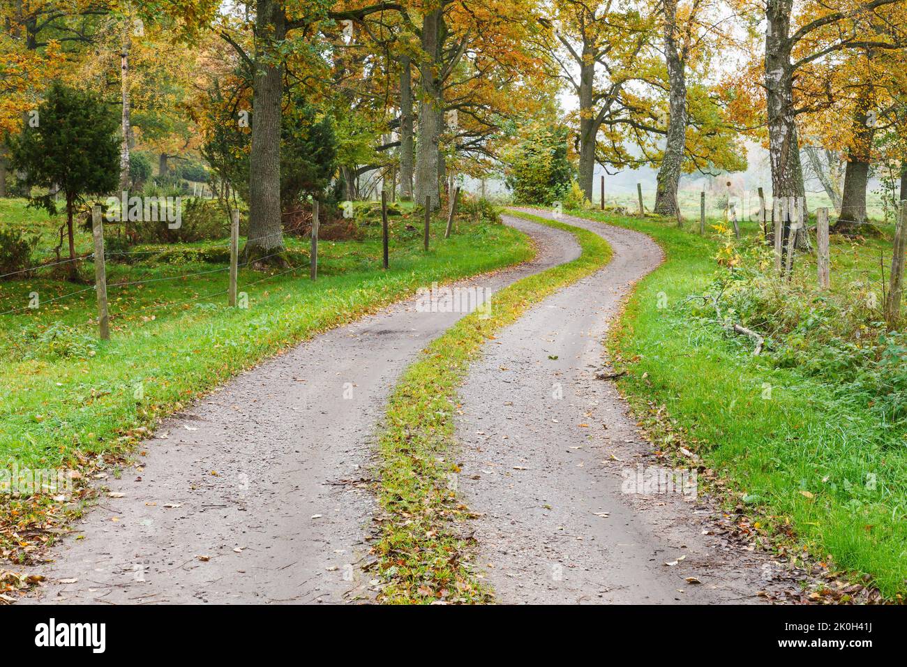 Winding dirt road in a oak woodland Stock Photo - Alamy