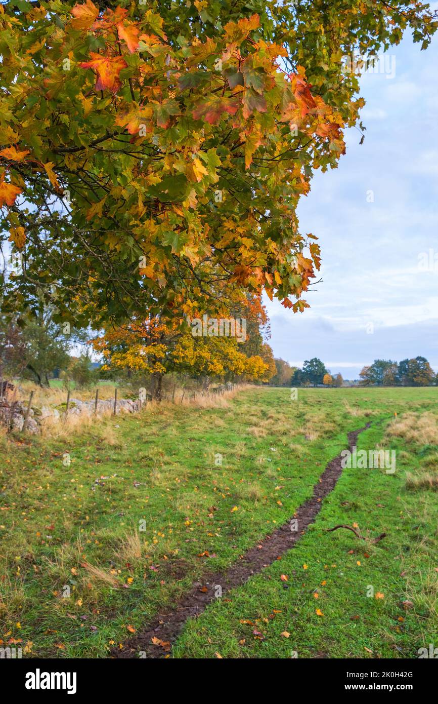 Footpath on a meadow with autumn colors in a maple tree branch Stock ...