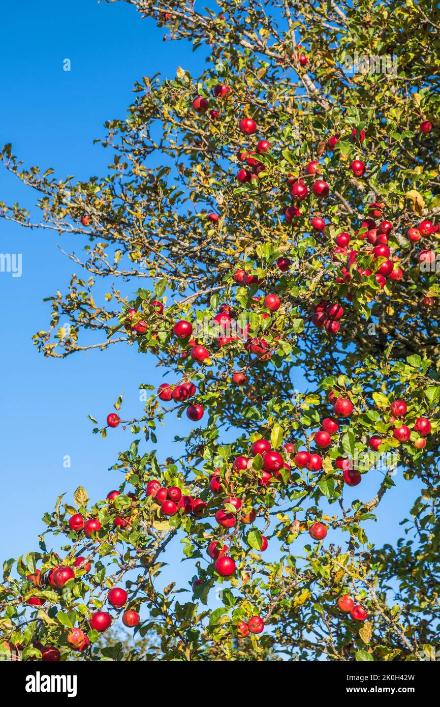 Apple tree with red apples Stock Photo - Alamy