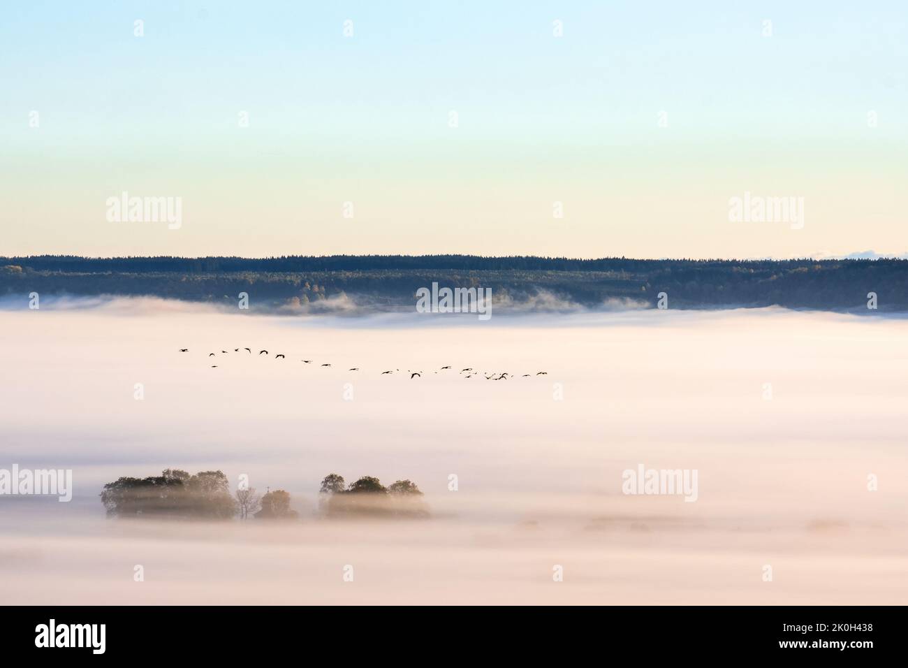 Flock of birds flying above the mist Stock Photo - Alamy