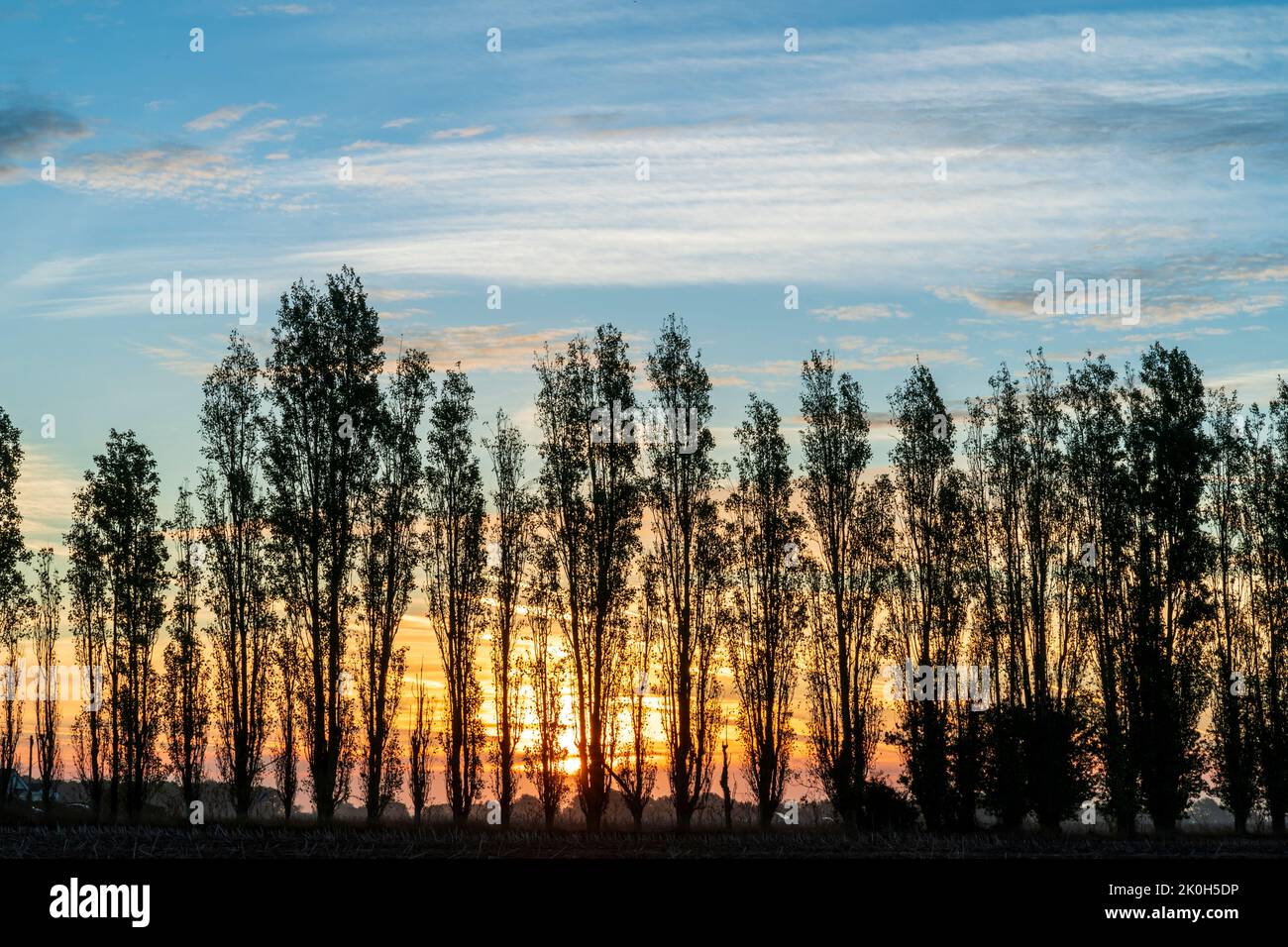The dawn sky with on the horizon a row of silhouetted poplar trees in ...