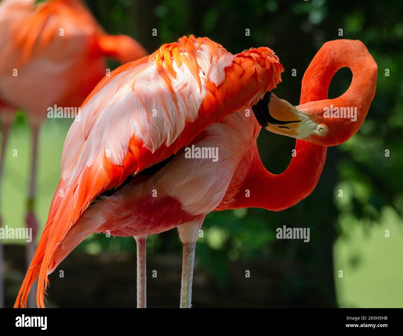 Bending bird hi-res stock photography and images - Alamy