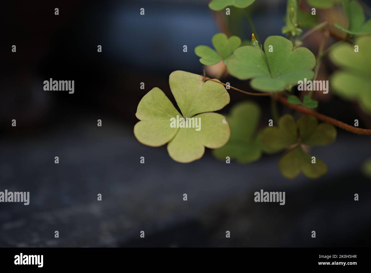 a closeup of a three leaf clover plant Stock Photo - Alamy