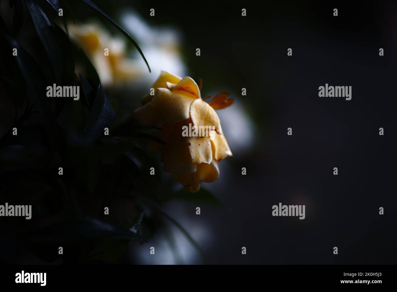 The back view of an orange garden rose Stock Photo - Alamy
