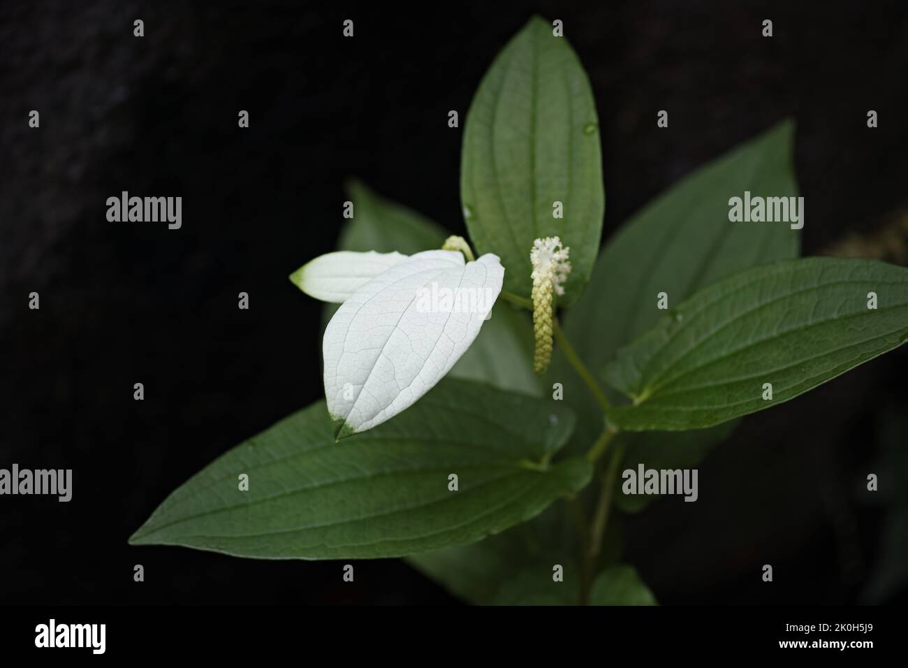 Asian lizards tail saururus chinensis hi-res stock photography and ...