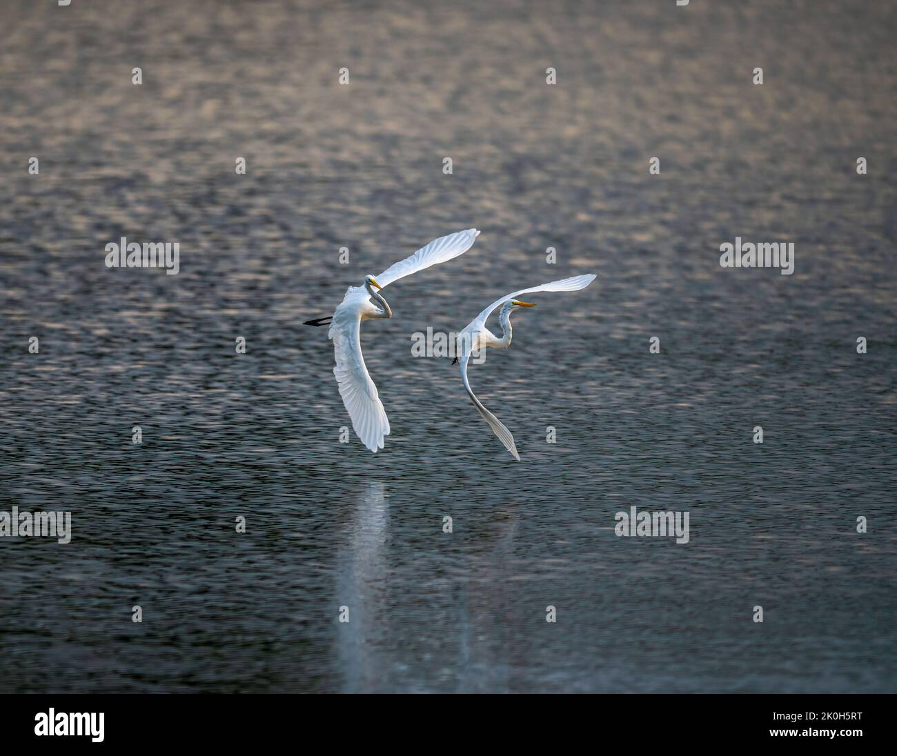 The great white egrets flying over the river water Stock Photo - Alamy