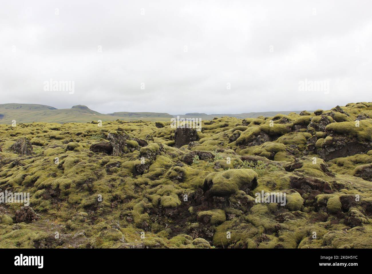 A moss-covered lava field during daytime in Iceland Stock Photo - Alamy