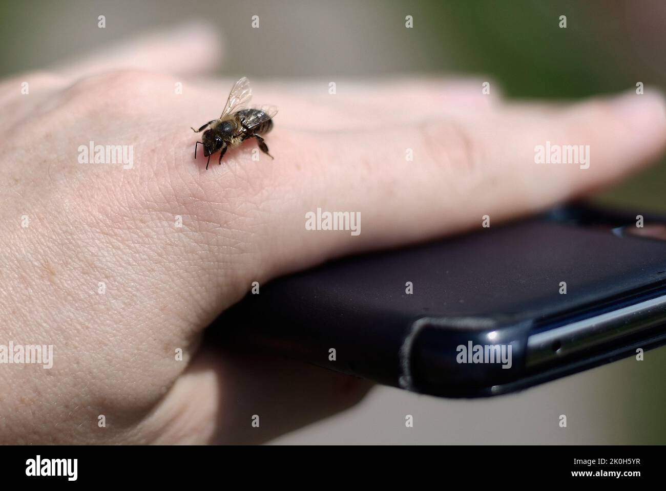 Human insect connection hi-res stock photography and images - Alamy