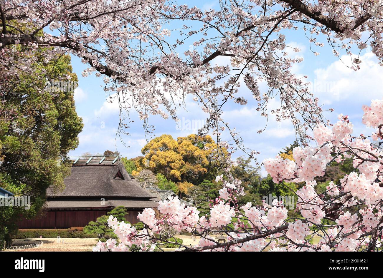 Blooming sakura trees in Koishikawa Korakuen garden, Okayama, Japan ...
