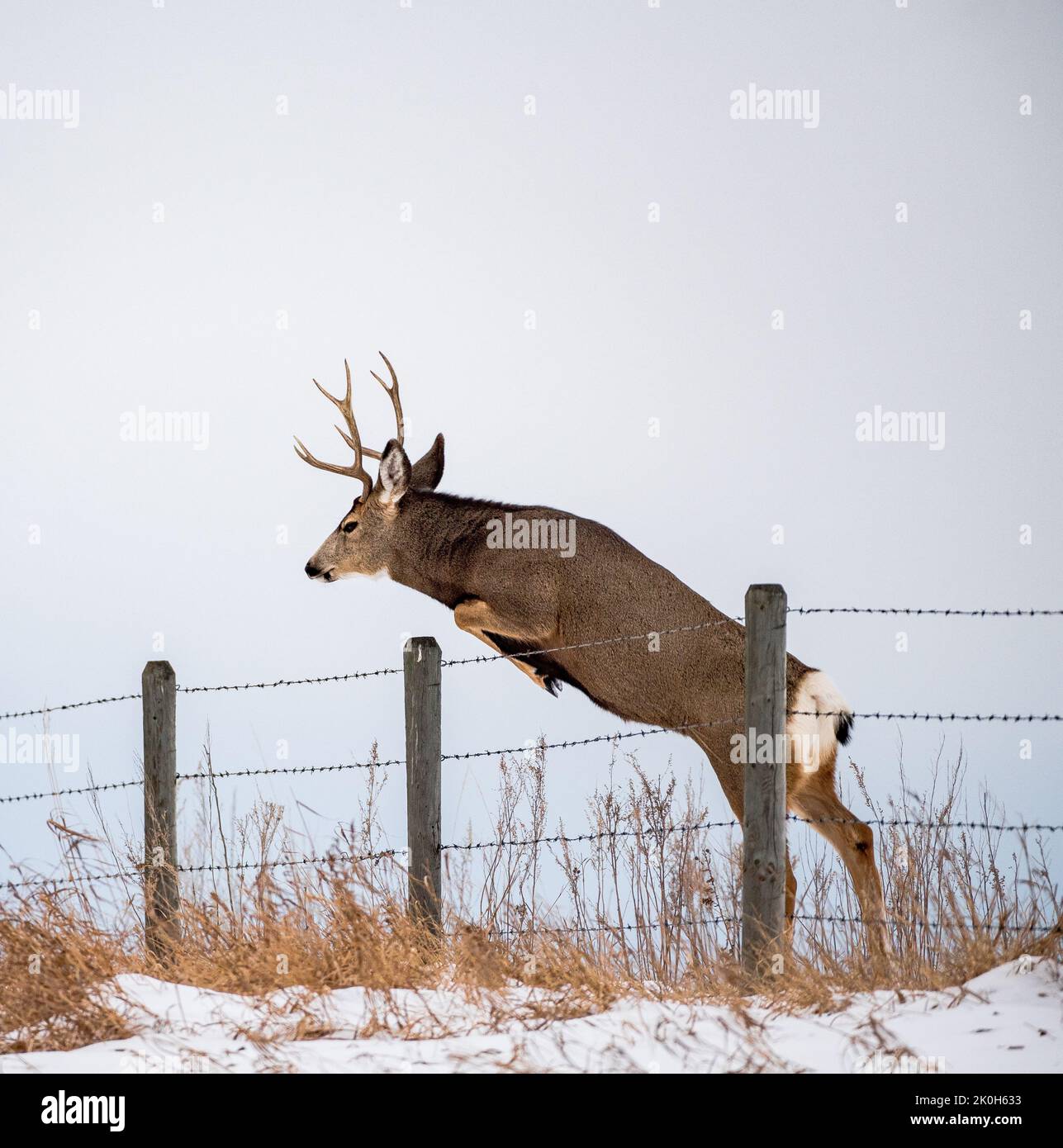 Deer jumping over fence hi-res stock photography and images - Alamy