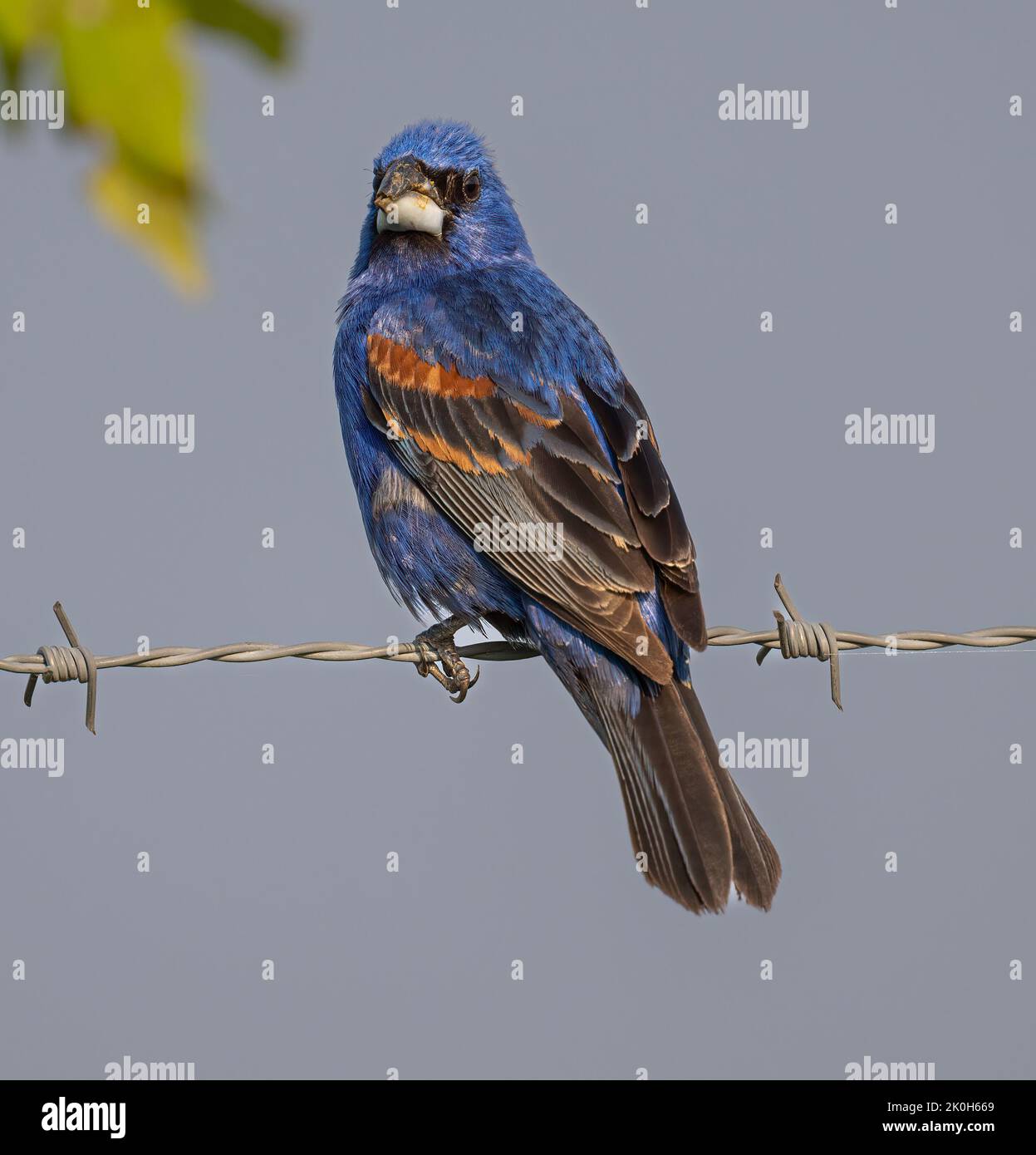 A vertical closeup of a blue grosbeak (Passerina caerulea) standing on ...
