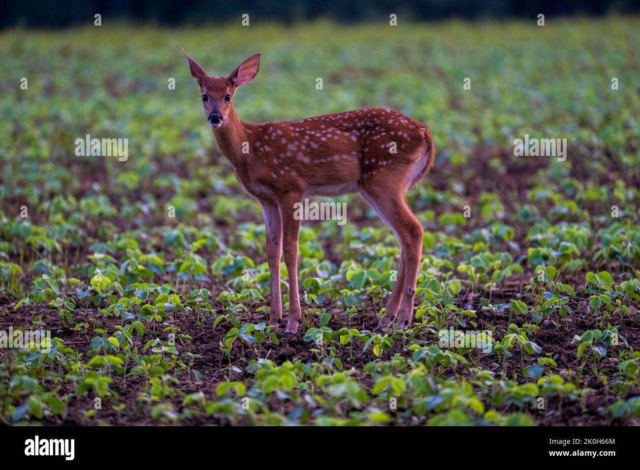Fallow dear hi-res stock photography and images - Alamy