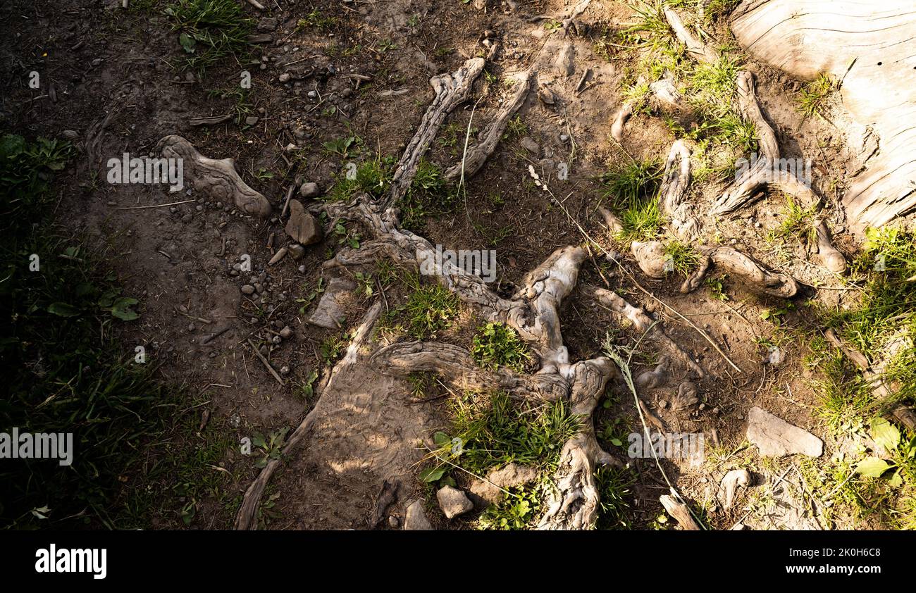 A top view of beautiful roots of a tree Stock Photo - Alamy