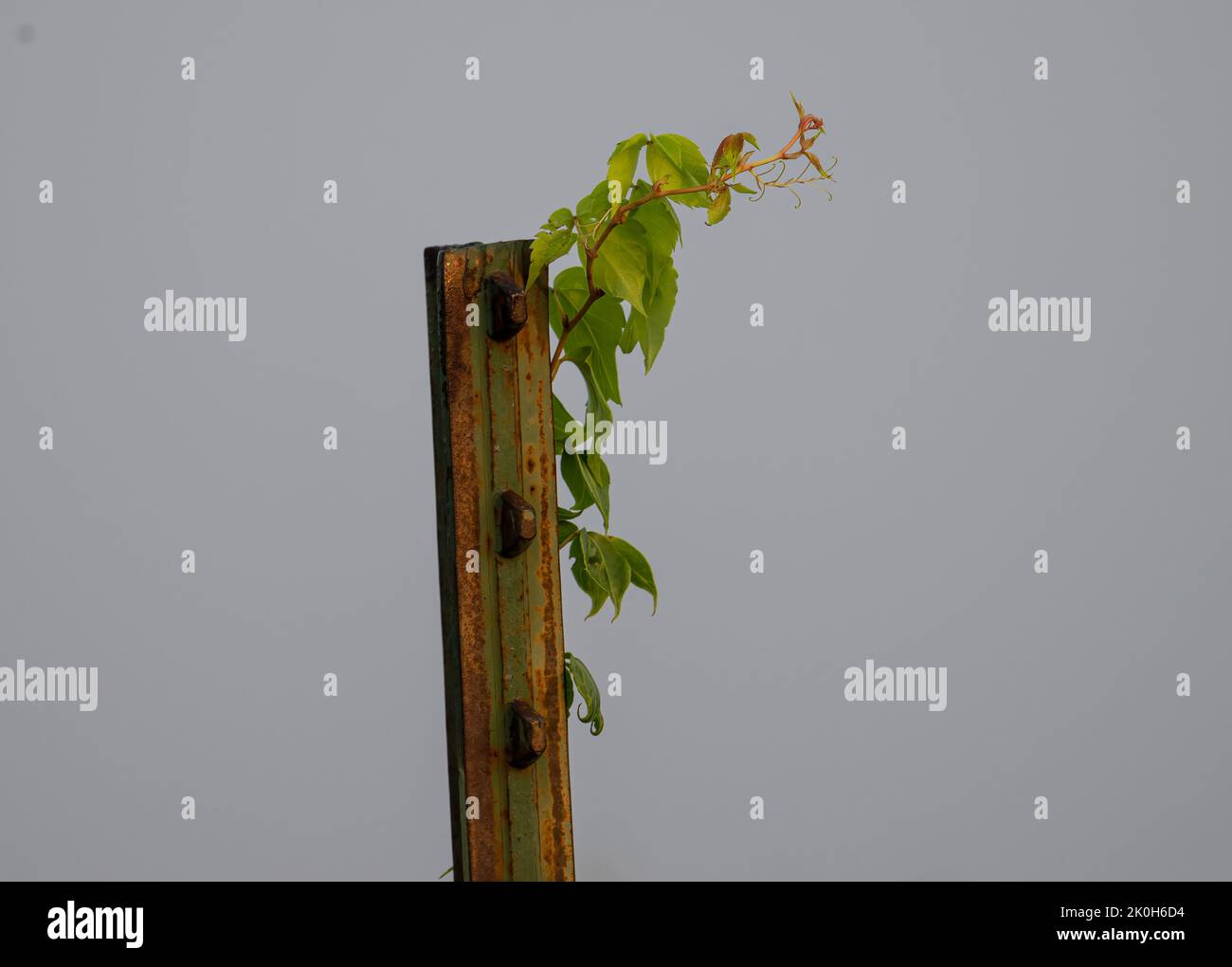 A closeup of a thin branch of a plant growing wrapped around a metallic ...