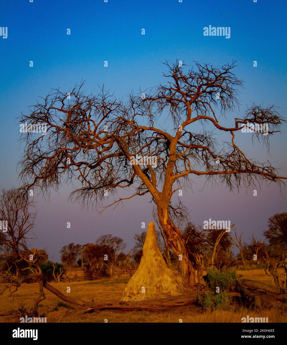 Typical African wilderness landscape with blue sky, dry soil a tree and ...