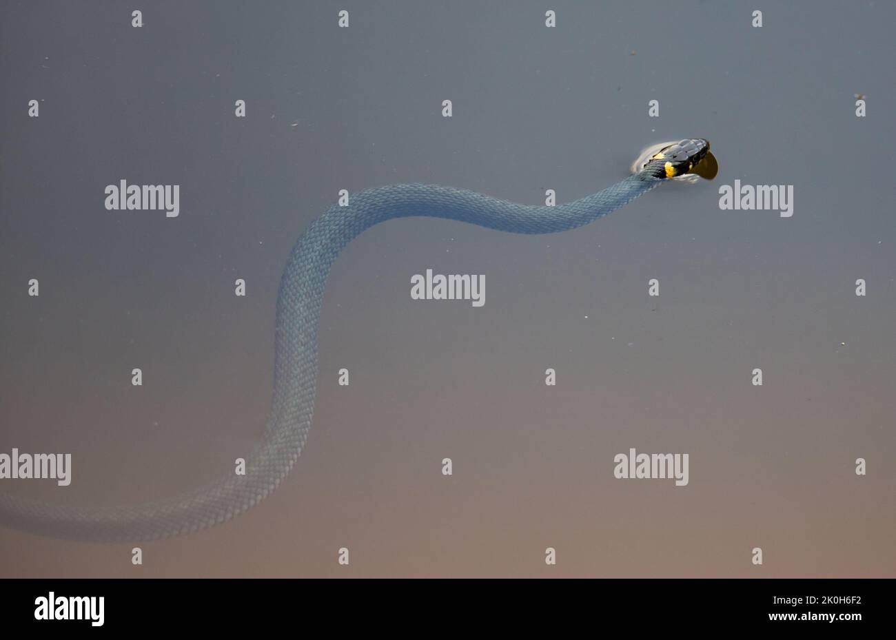 Snakes slither in grass hi-res stock photography and images - Alamy