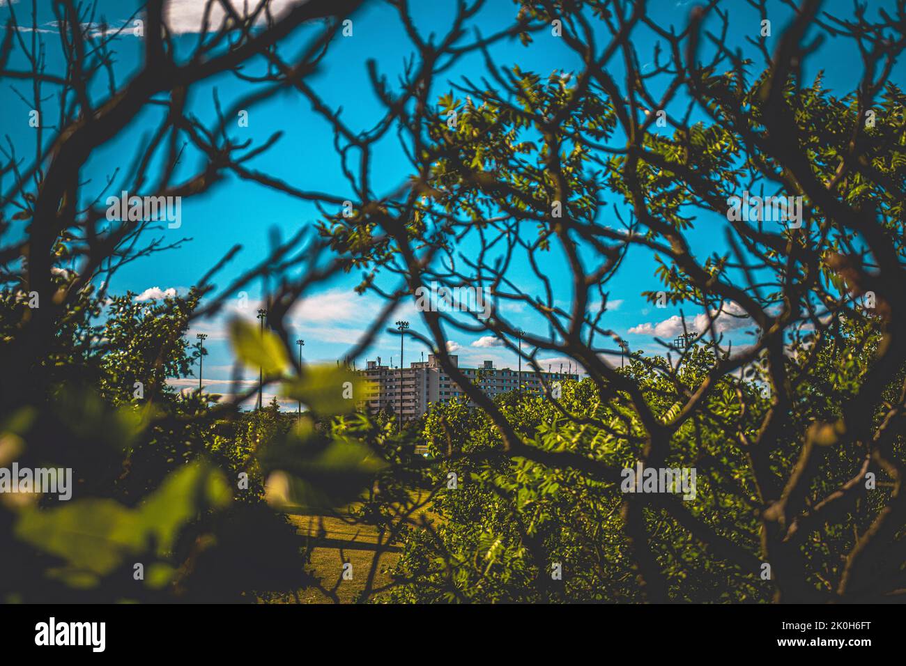 A scenery behind the trees of an apartment building in the distance ...