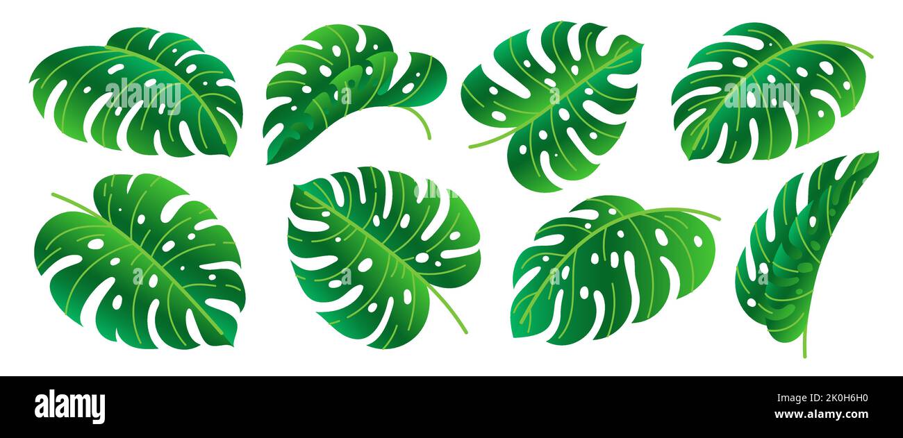 Monstera Deliciosa leaf icon set. Green gradient tropical exotic plant branch. Different shape ...
