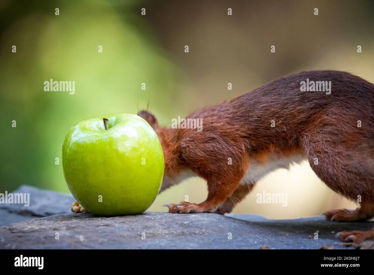 A closeup of a cute squirrel with an apple on a blurred background ...