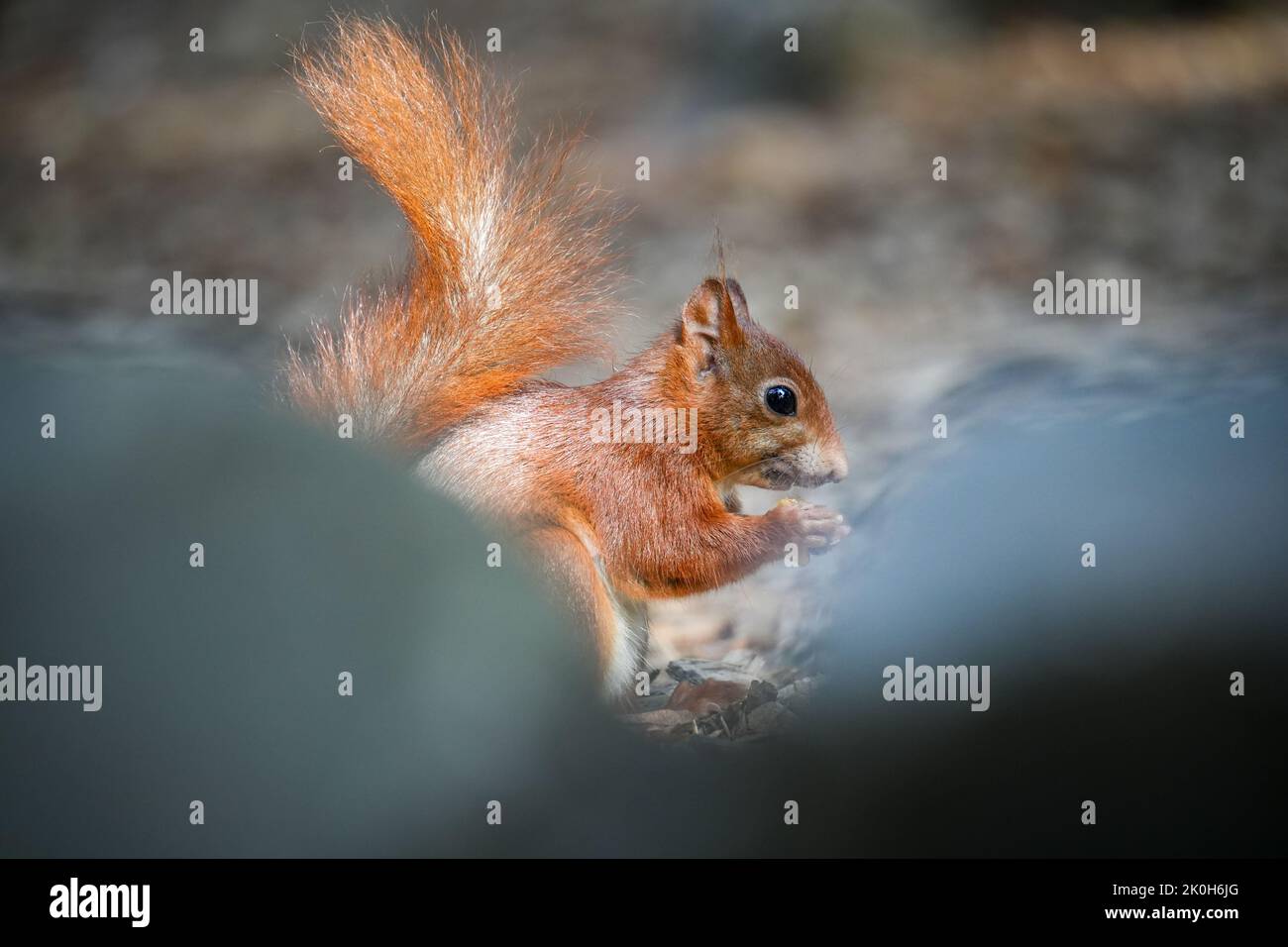A closeup of a cute squirrel eating nut on a blurred background Stock ...