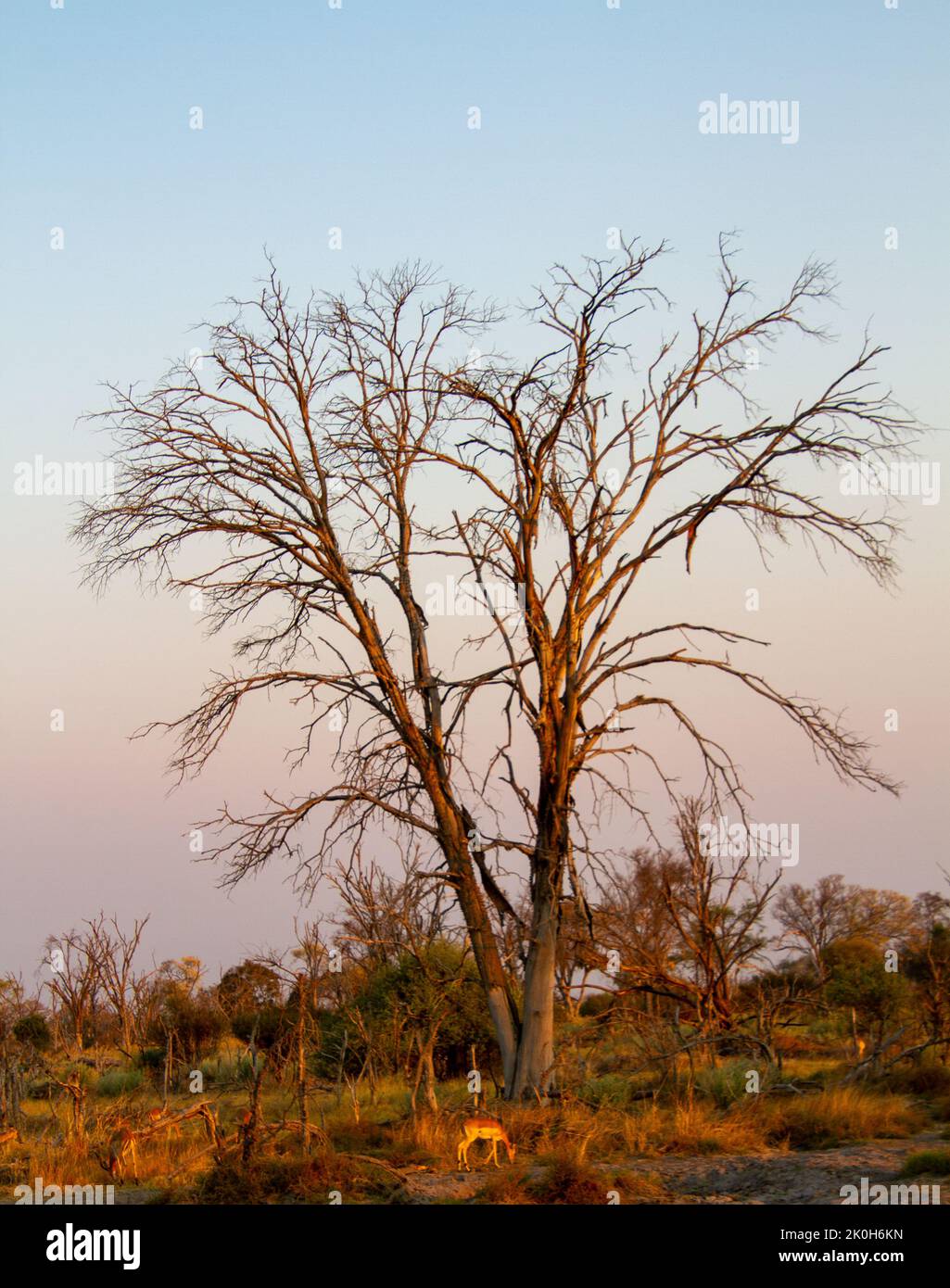 Typical African wilderness landscape with blue sky, dry soil a tree and ...