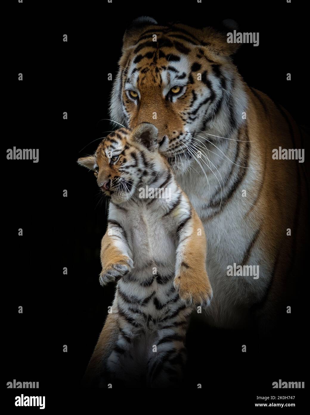 A vertical portrait of a Siberian tiger with its cub isolated on a ...