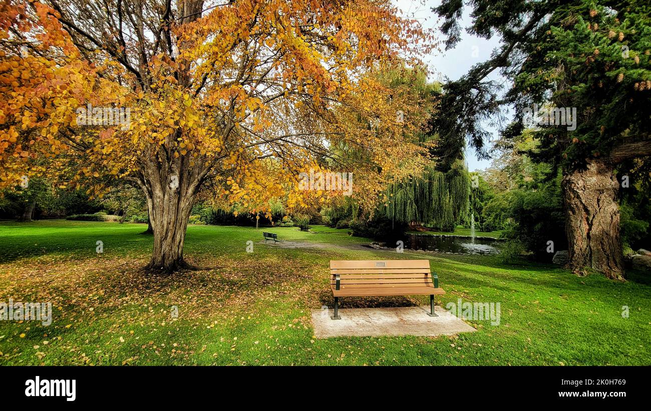 A scenery of a single wooden branch under the tree in the park Stock ...