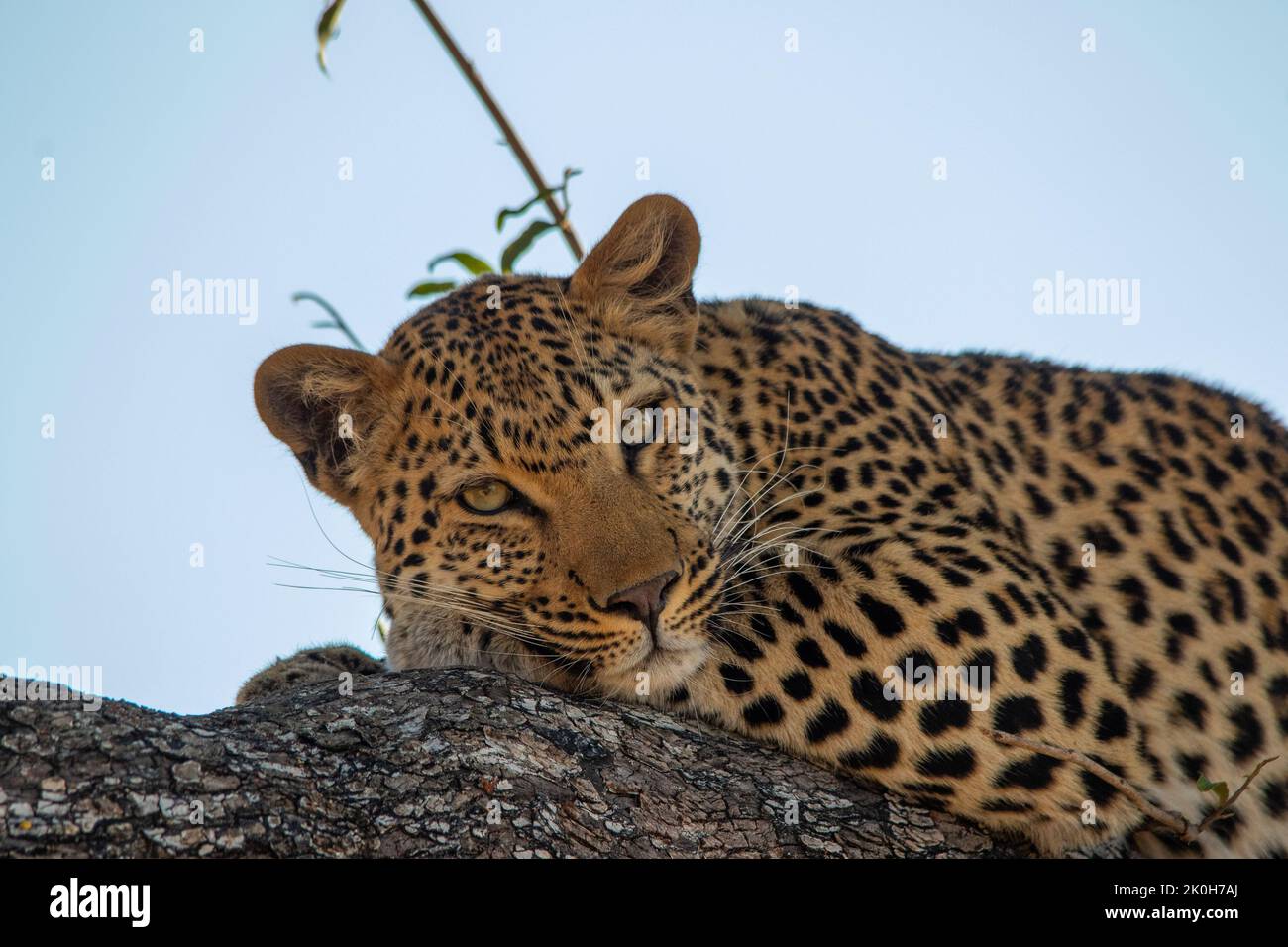 A female leopard relaxes on the branch of a tree in the heat of the day ...