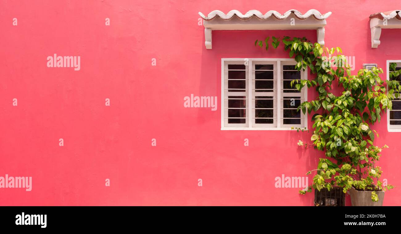 A colorful pink wall of caribbean house with window space and flower ...