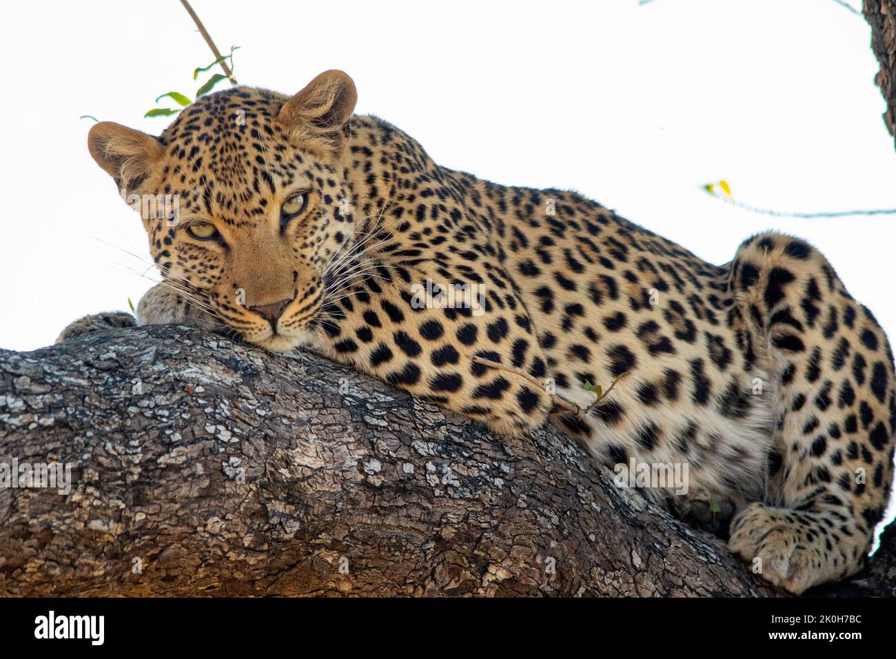 A female leopard relaxes on the branch of a tree in the heat of the day ...