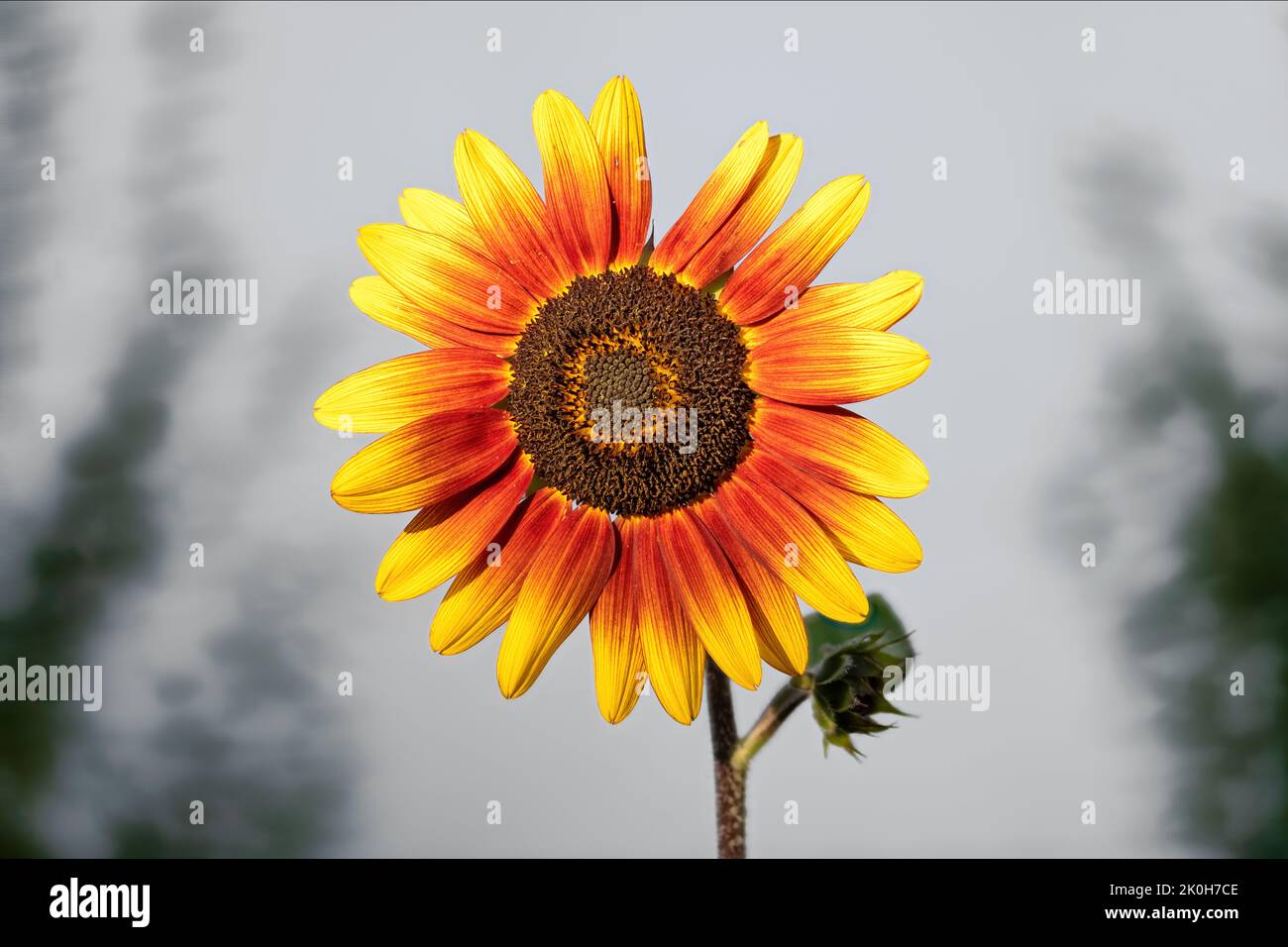Red and yellow sunflower hi-res stock photography and images - Alamy