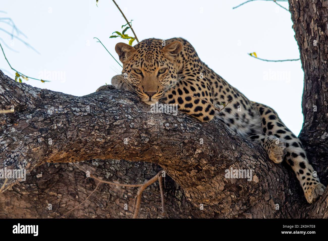 A female leopard relaxes on the branch of a tree in the heat of the day ...
