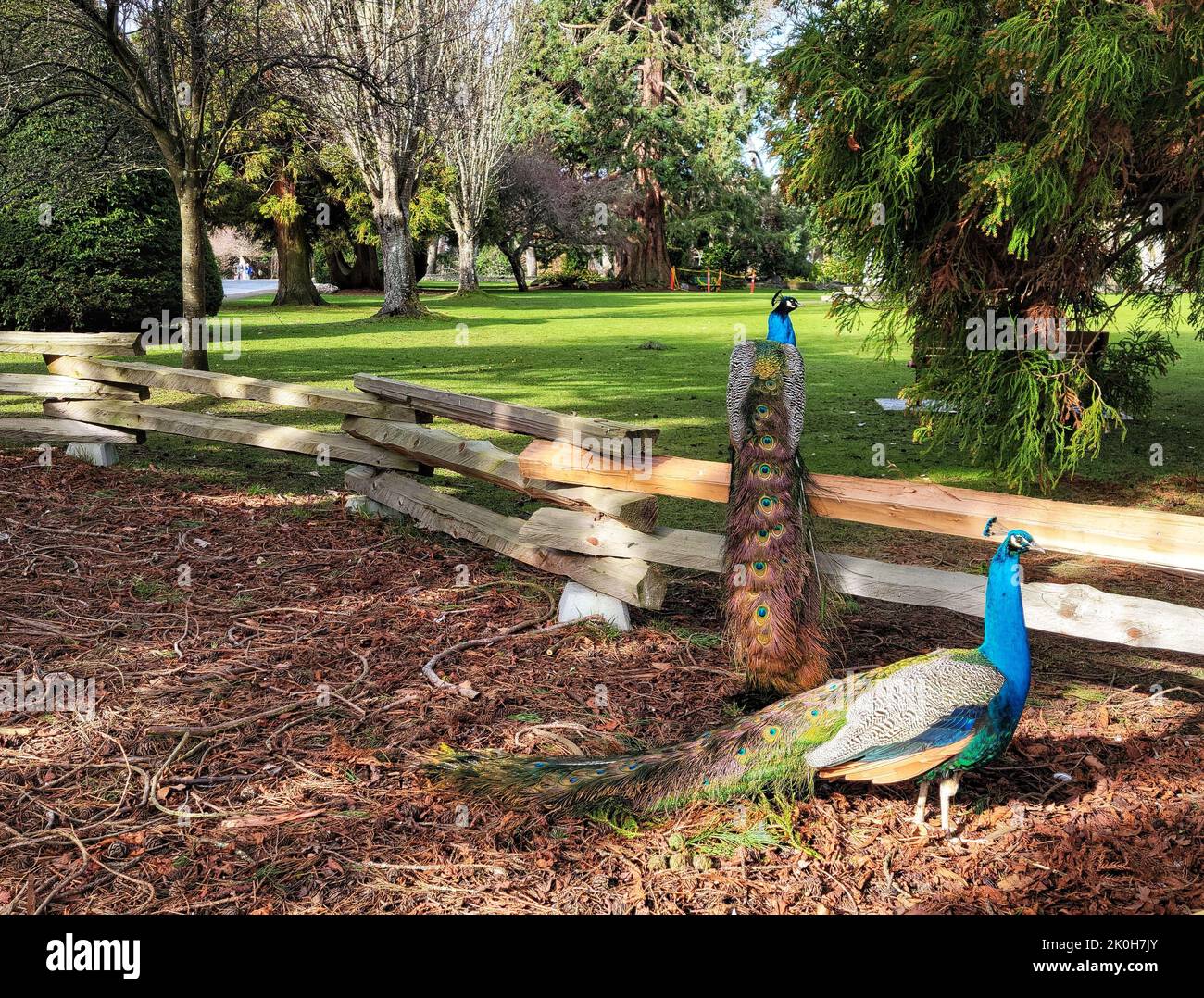 The two majestic peacocks in a public park Stock Photo - Alamy