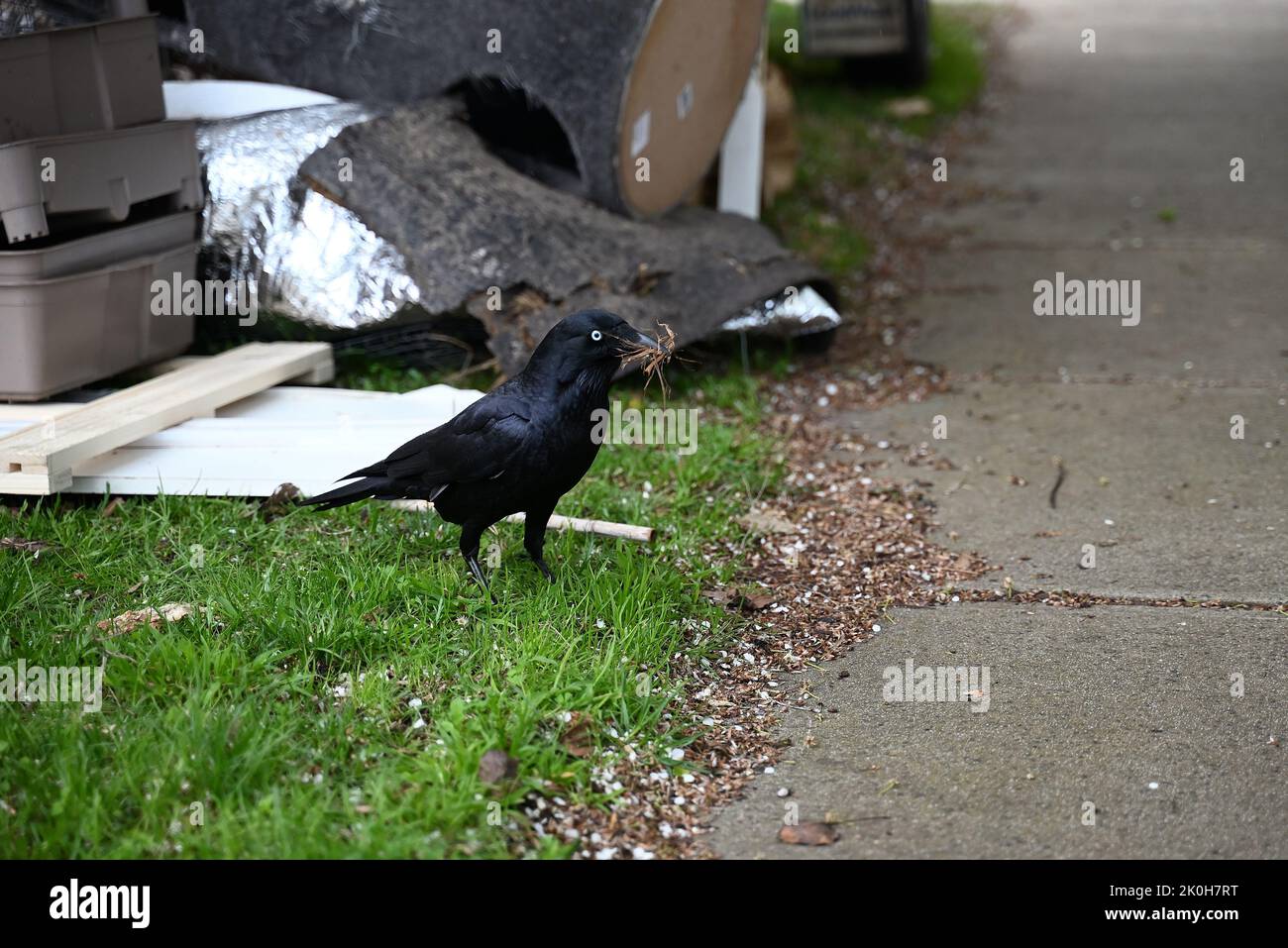 Little raven, corvus mellori, gathering materials for constructing a ...