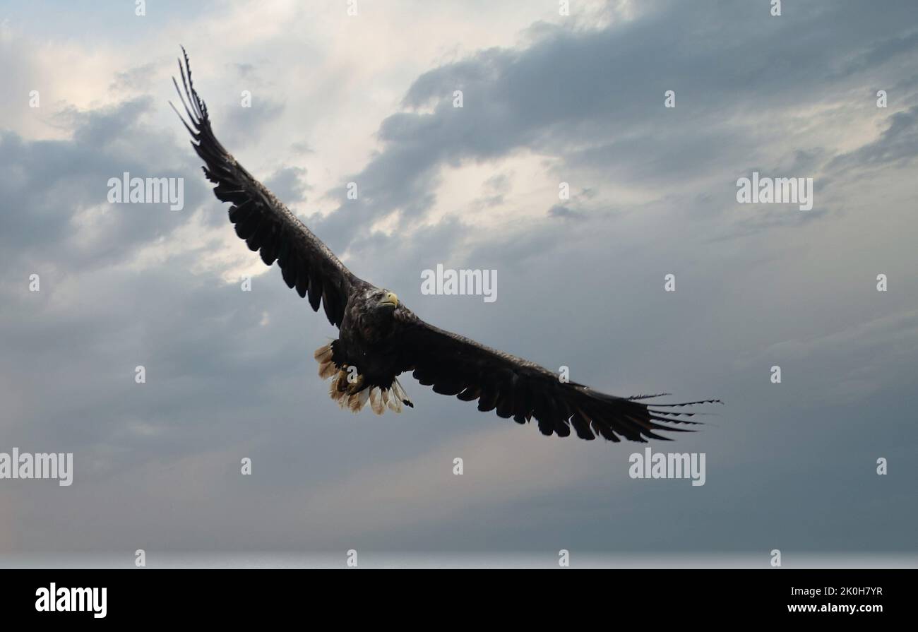 A white tailed eagle flying in a cloudy sky Stock Photo - Alamy