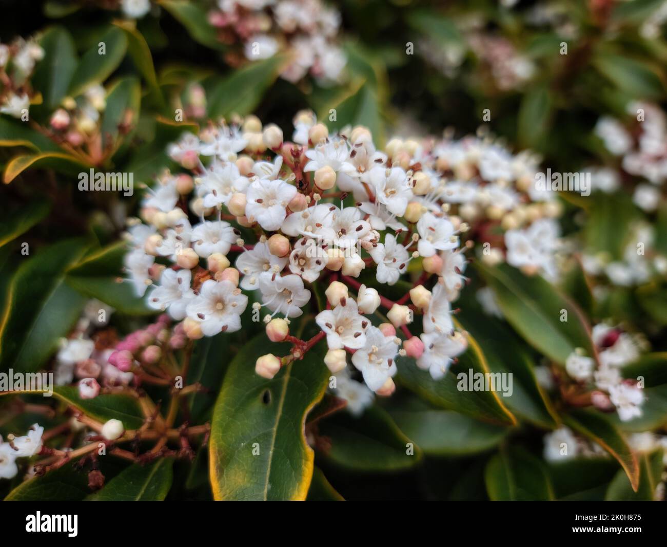 The small white flowers of laurustinus (Viburnum tinus Stock Photo - Alamy