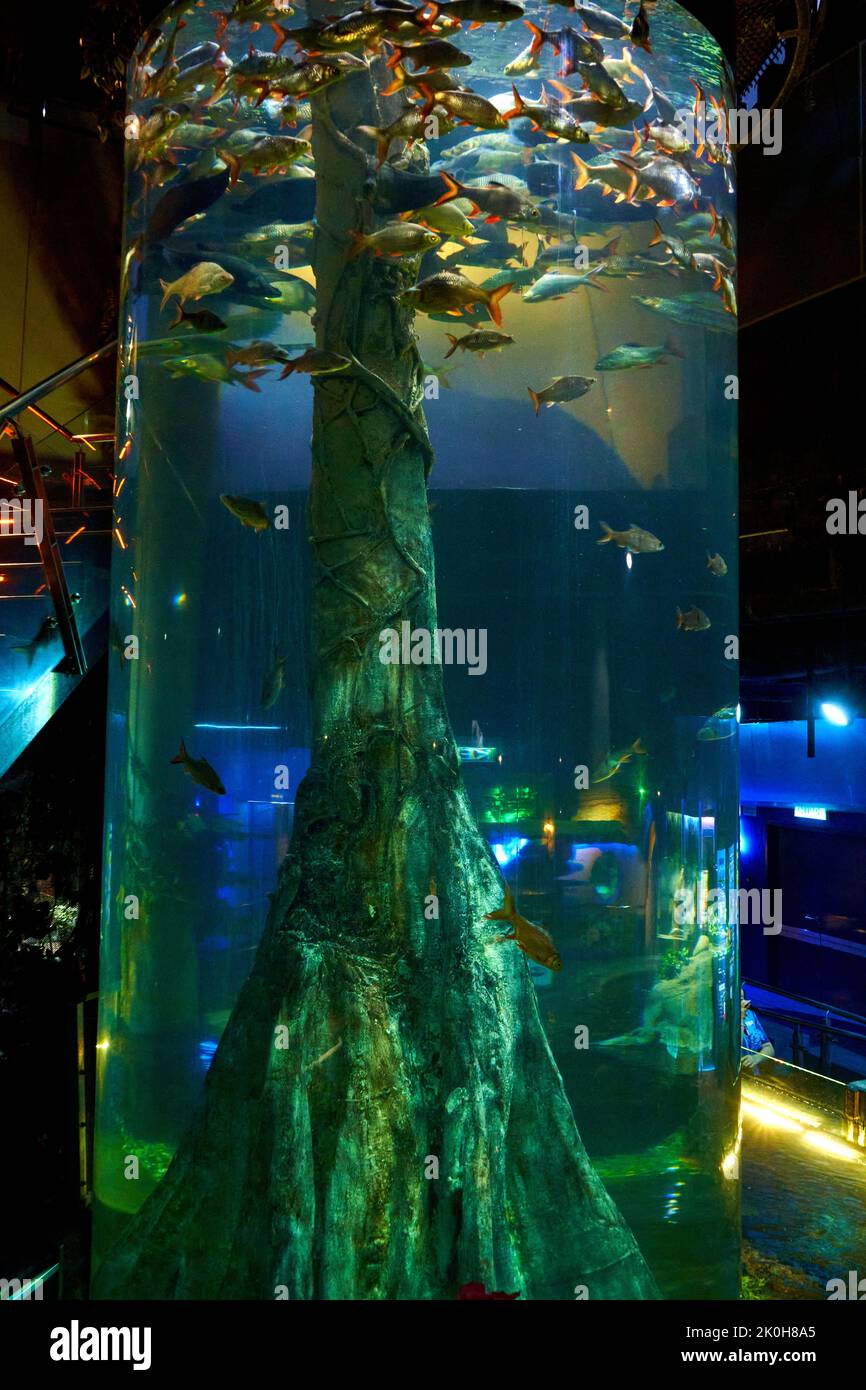Interior of sea world oceanarium in KL. Glass aquarium with fish Stock ...