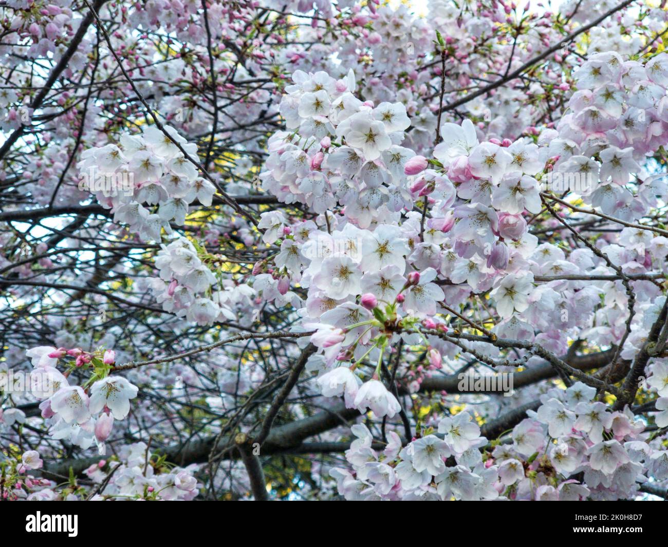 A closeup shot of beautiful cherry blossoms on tree branches Stock ...