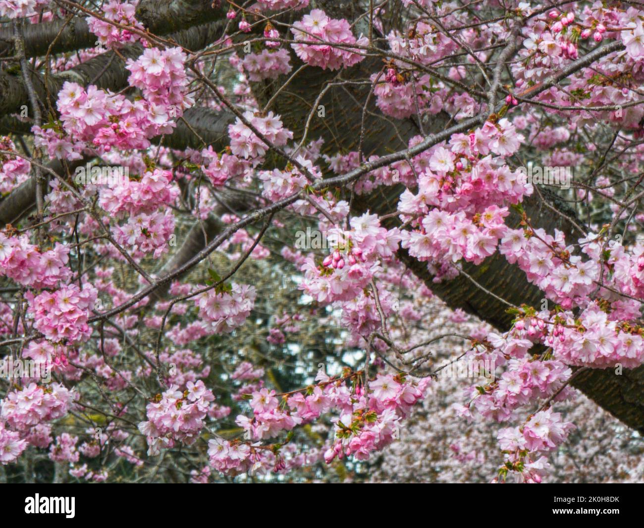 A closeup shot of beautiful cherry blossoms on tree branches Stock ...